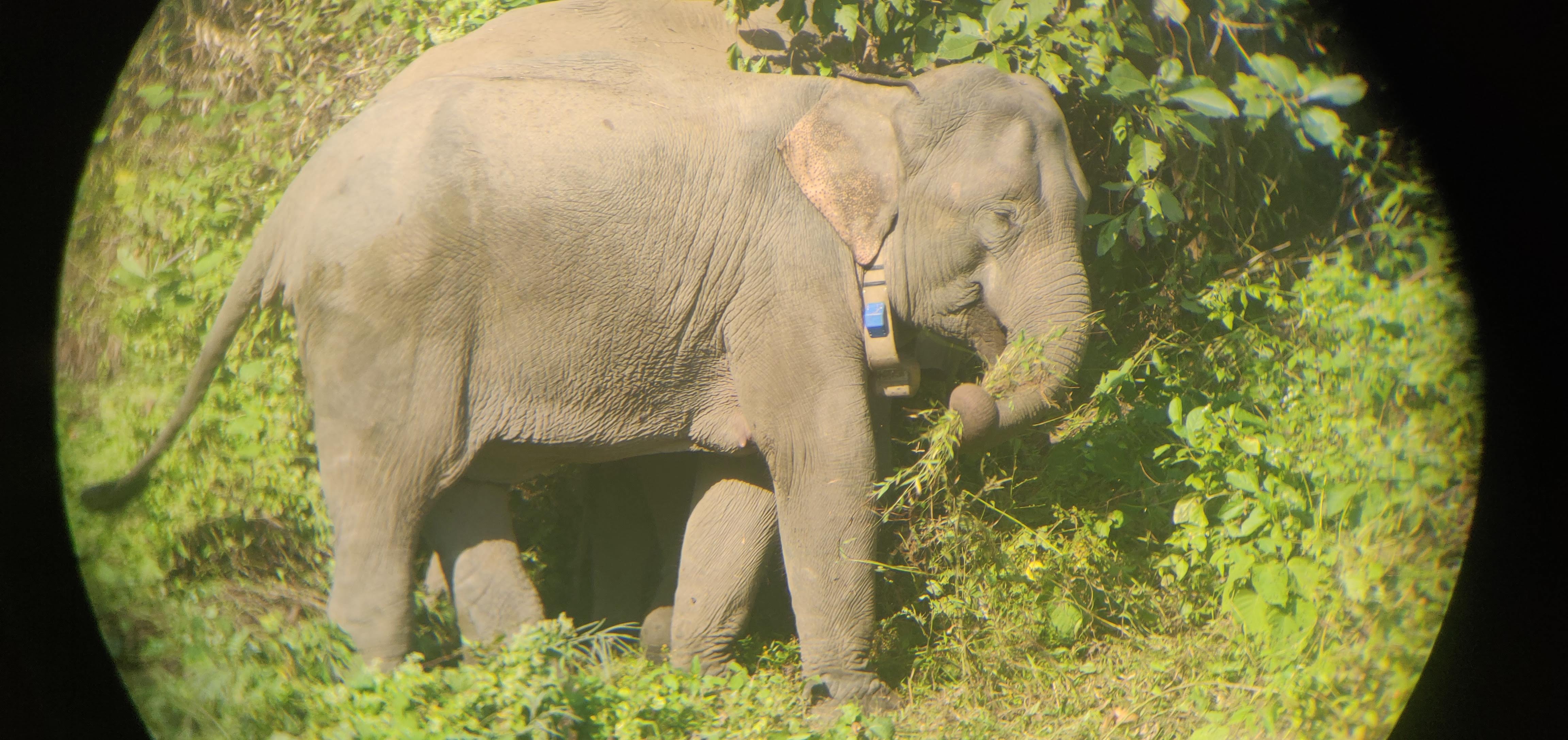 ArcTrack Telemetry - Wildlife GPS Tracking Solutions